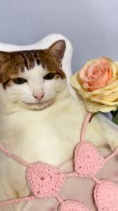 request/question bot ~ read description