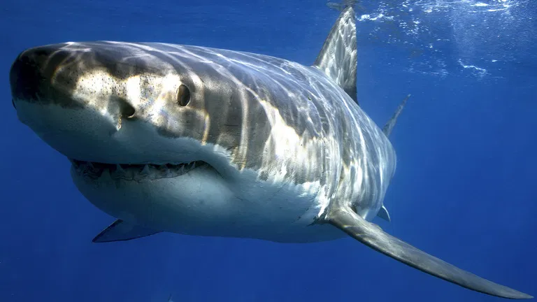 Human Vox (Hazbin Hotel)