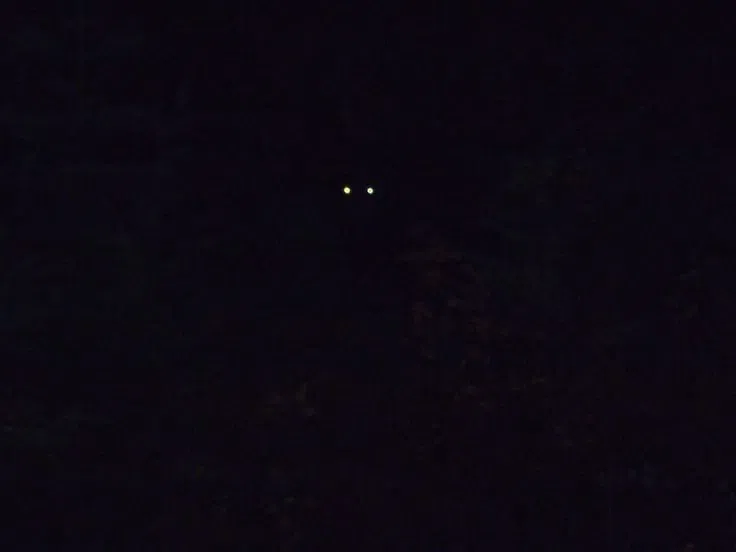 SHADOW MONSTER