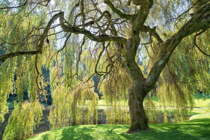 The Magic Willow Tree