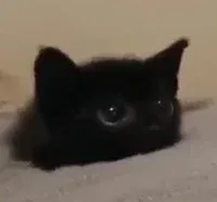 Should I Import My Bots From Character AI???