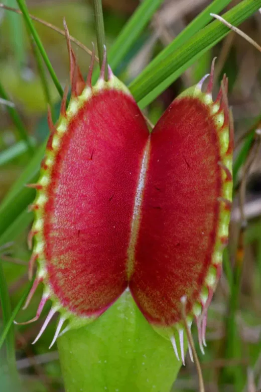Venus fly trap