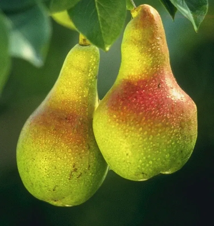 A-Pear-ant Changes