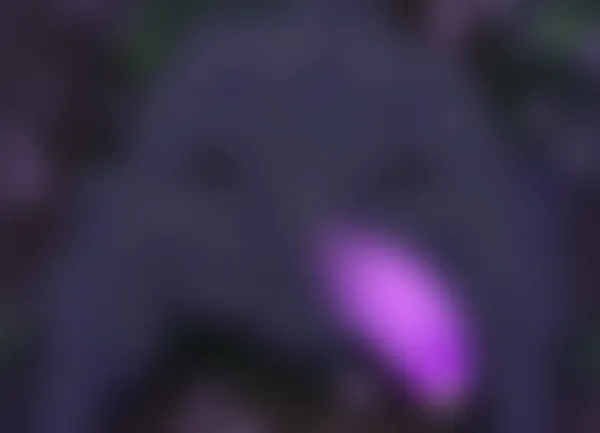 Aurus Endertwinks