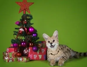 WINTER SUGGESTIONS WANTED