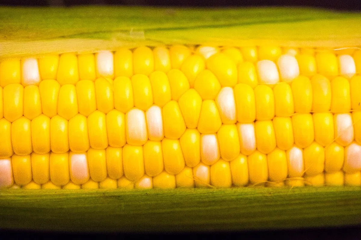 Mayz Zea ( corn gijinka )