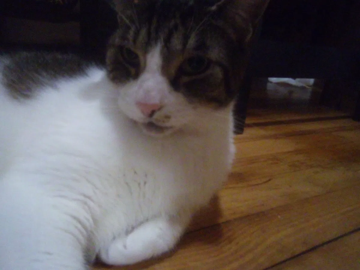 The Janitor ai bot creation guide (W.I.P.)