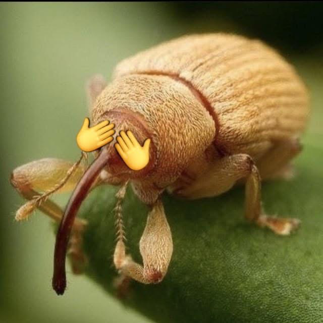 Character template AND Wibbles the Weevil (idk just go with it)