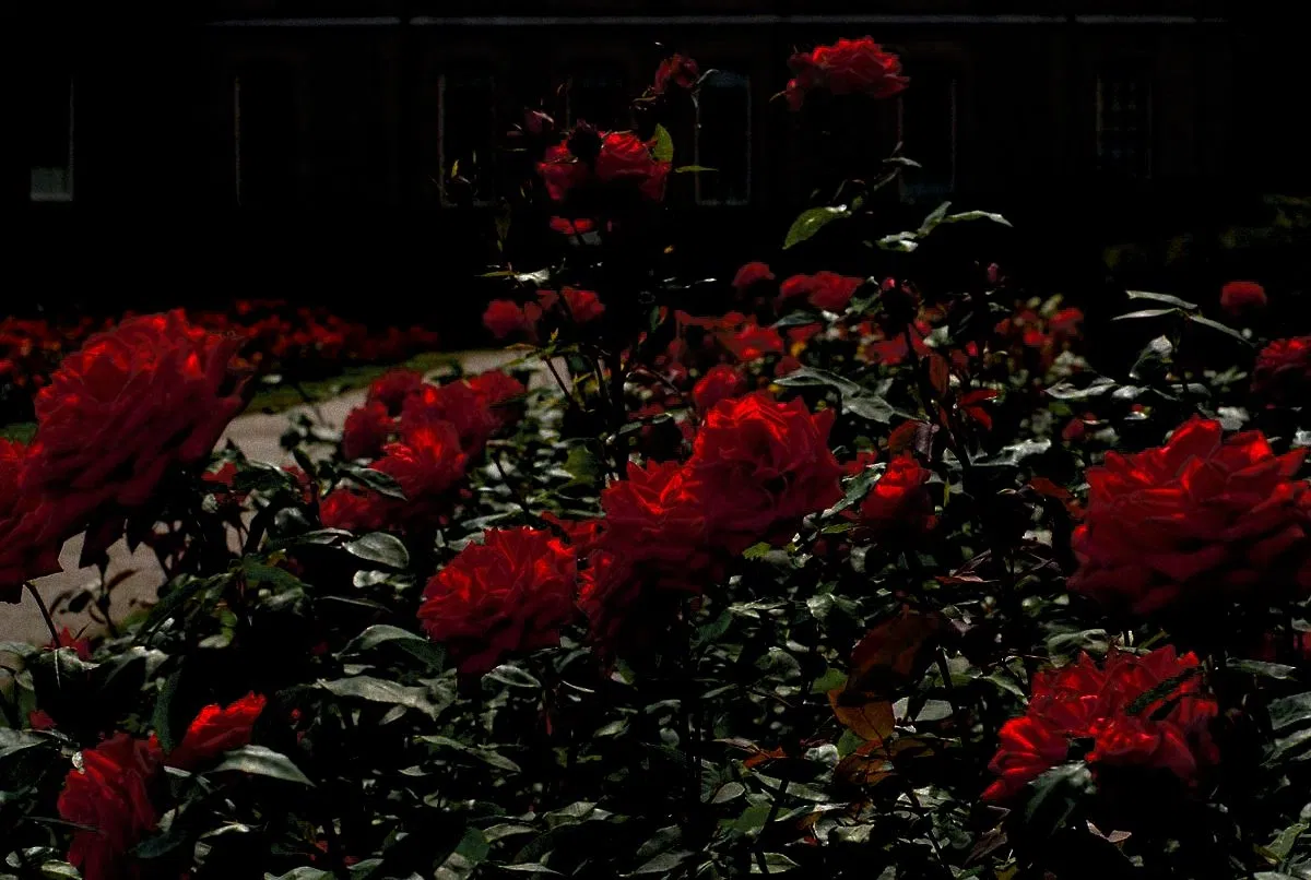 QUEEN OF HEARTS: alice in wonderland inspired css template