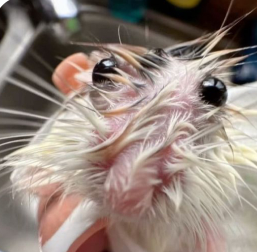 Rat Demi-human| Mico!!