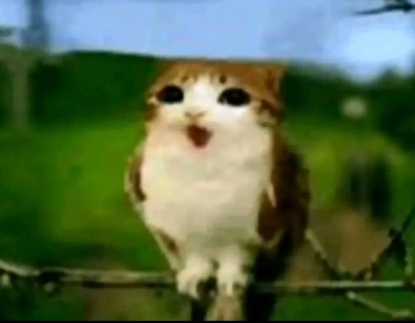 Meowl!? *GASP* THE MOST POWERFUL AND COOLEST CHARACTER!