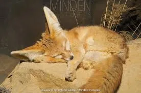 Loki the fennec fox