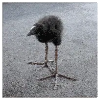 Mareanie, Your Classmate