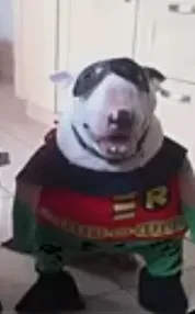 RUH ROH, RAGGY,THE DOG IS ROBIN