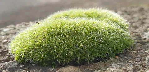 moss eating simulator