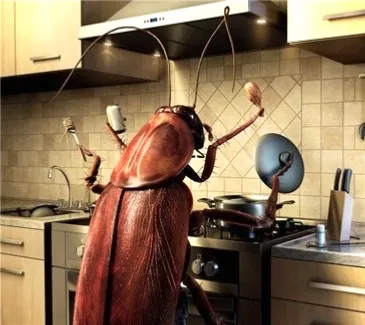 (Human sized) Cockroach you live with