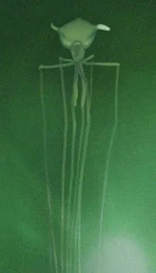 Ocean RPG (specifically the gulf of MX)