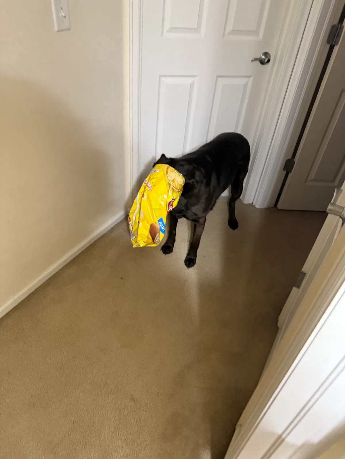 Chat with IDEAS! REQUESTS!