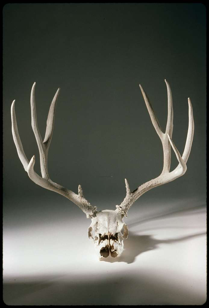 SCP-323 "Wendigo Skull"