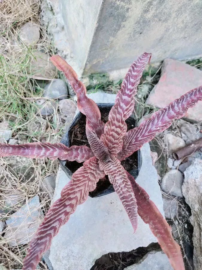 Corruption plants