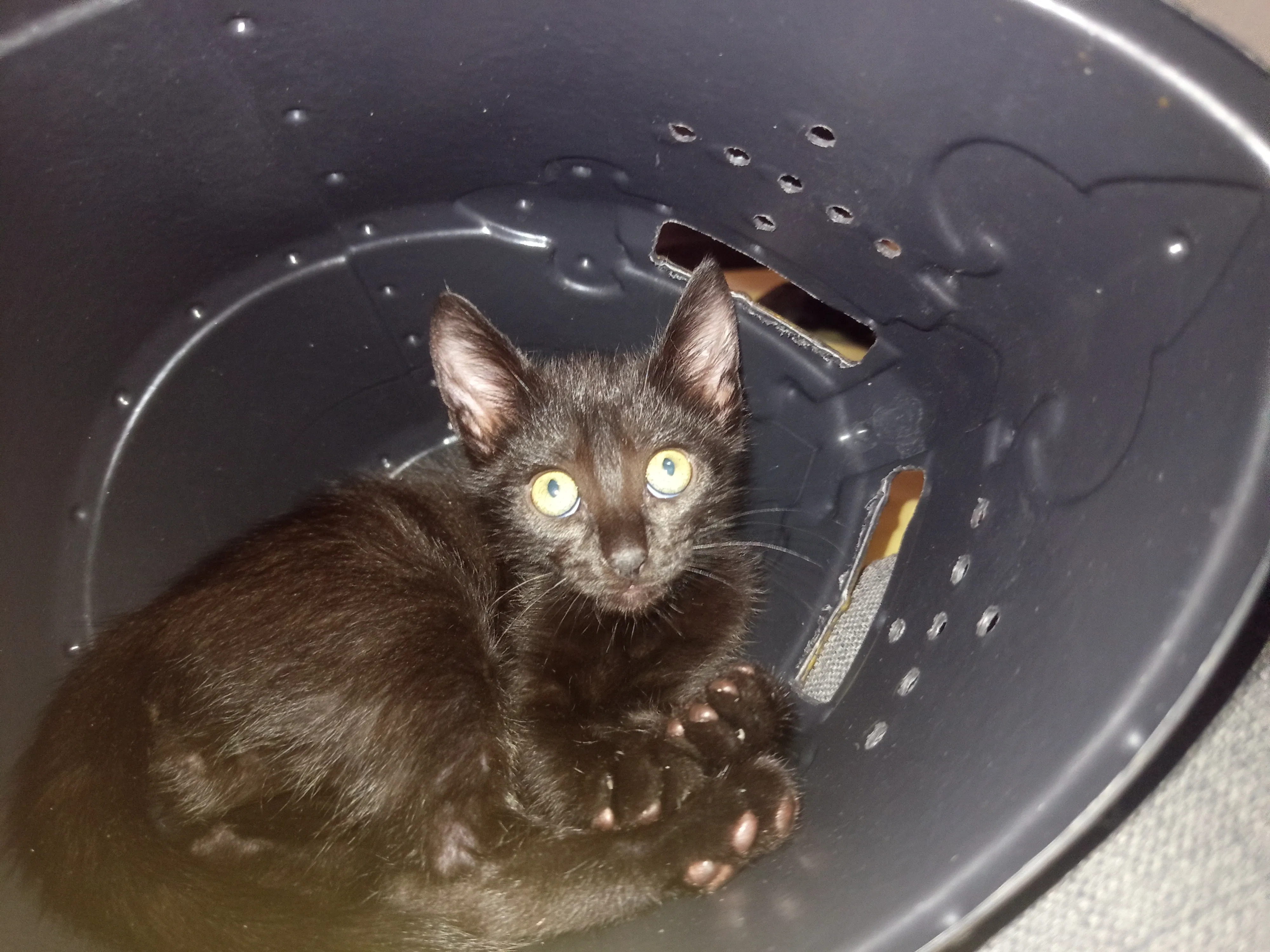 Meowskulls | Haha, funny cat go crashout