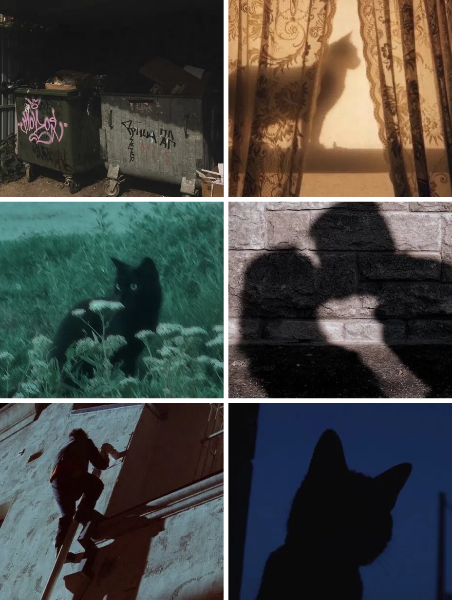 Street Cat | Bombay Cat Demihuman