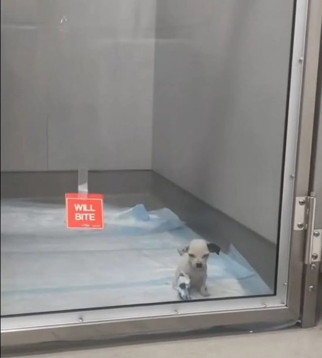 Harvey | "Do you kno—COULD you help me cook something?"