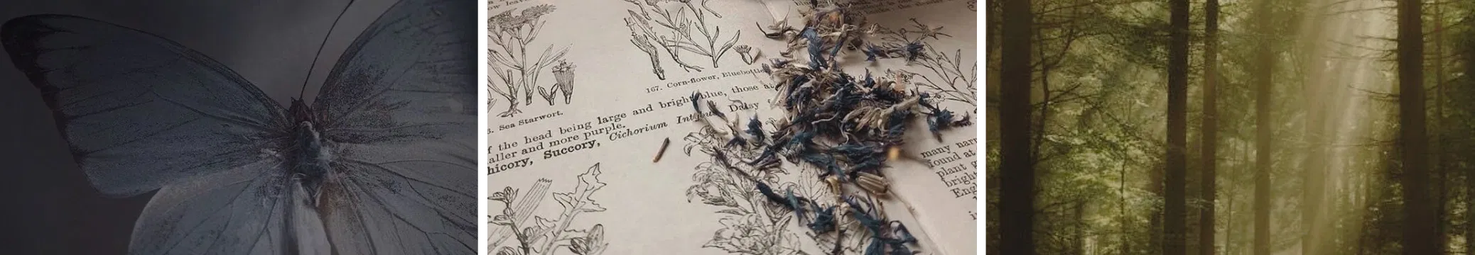 Aeren | Flustered Scholar