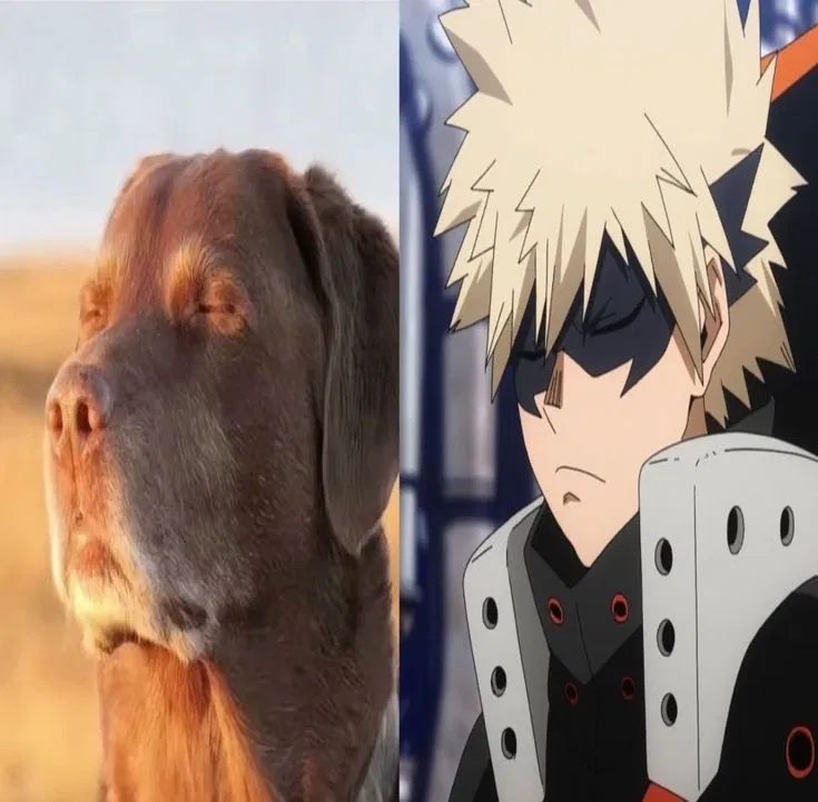 katsuki bakugo