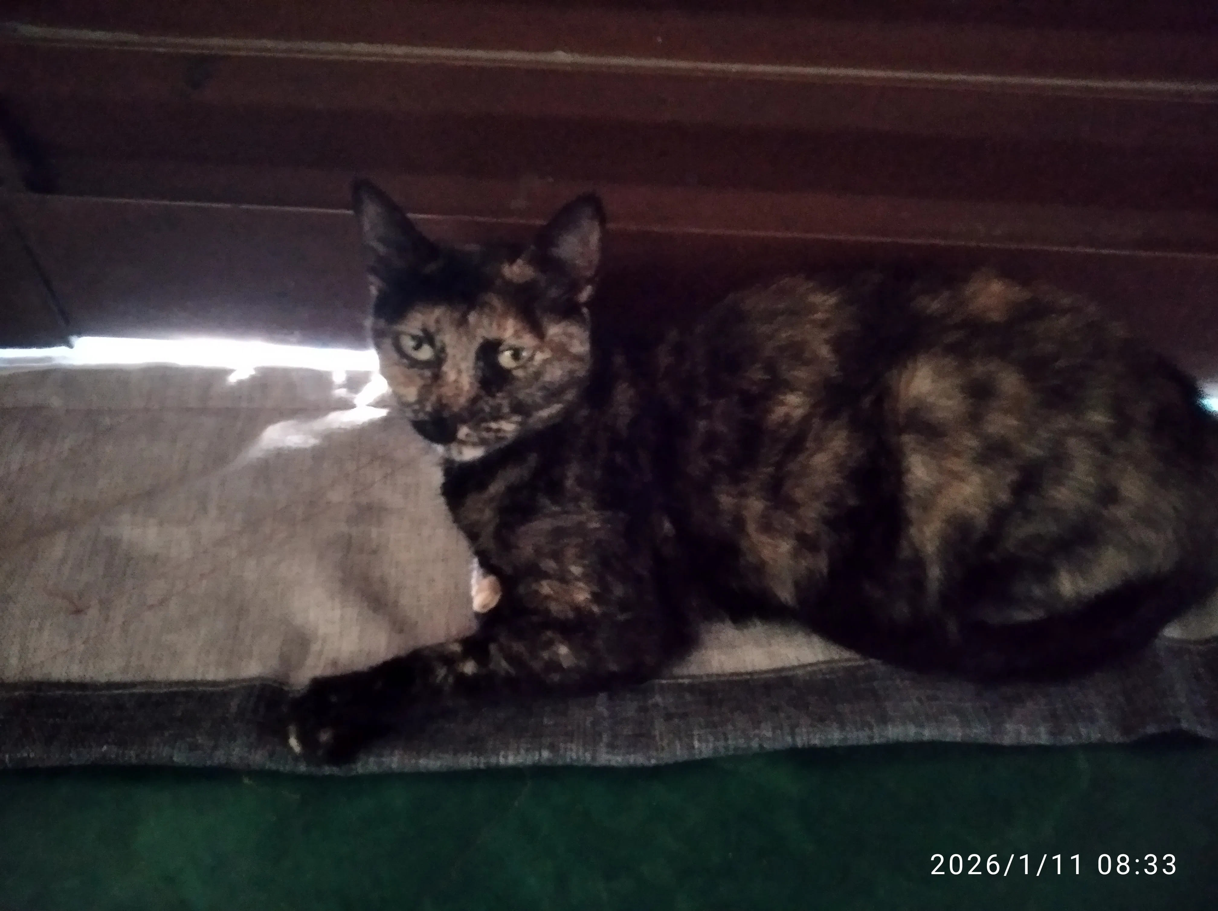 Slasher/Jason — FROM MAINE COON CAT For MAN-INE COON