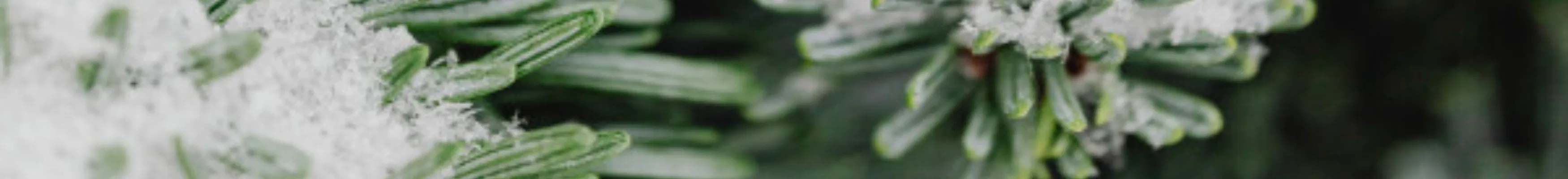 Lex and Cal || Cheating