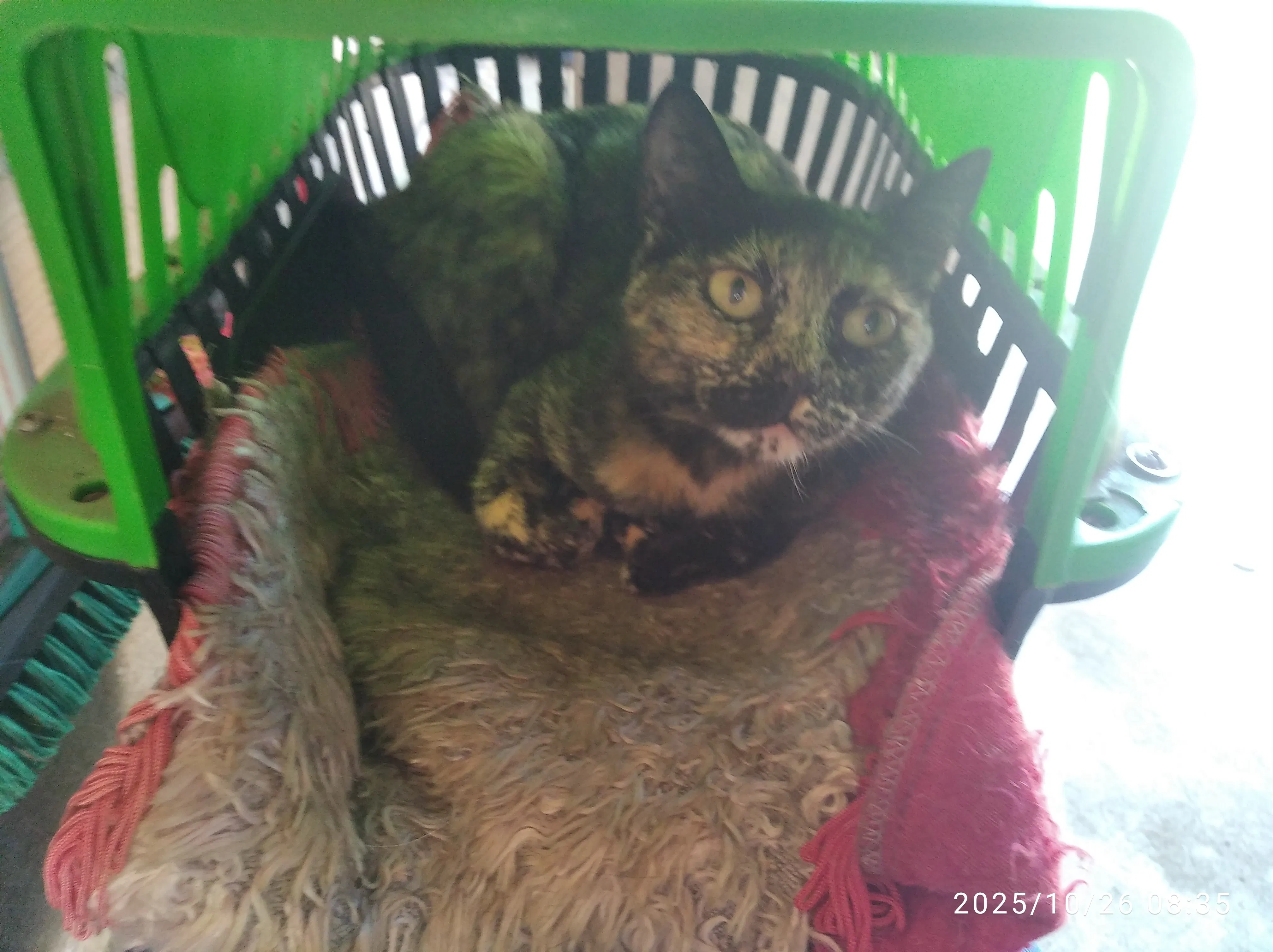 Slasher/Jason — FROM MAINE COON CAT For MAN-INE COON