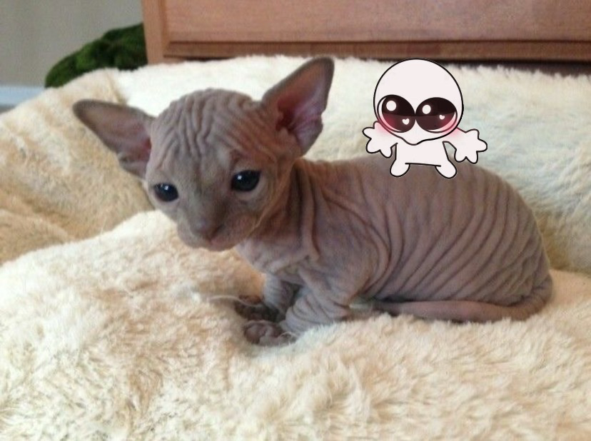 Rowan Dusk || The Weird Kid