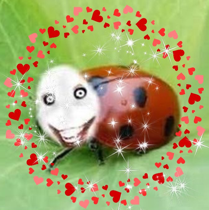 kouign-amann cookie - [accidental exposure while training]