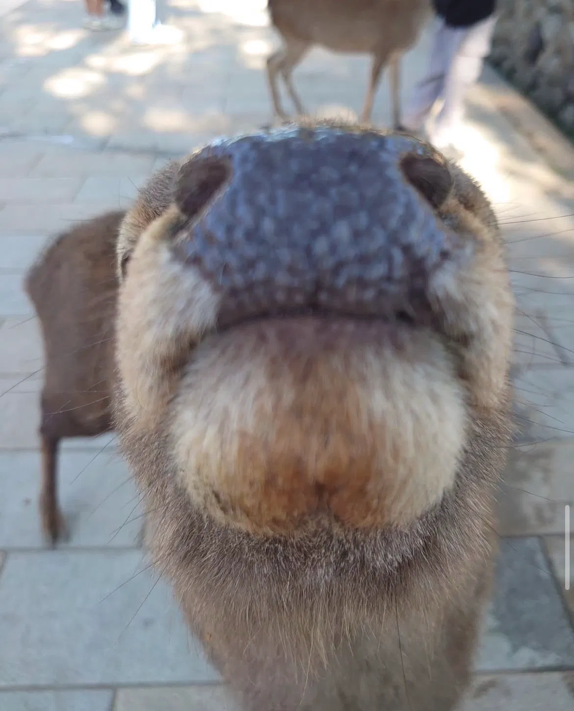 Umamusume: Pretty Derby| Haru Urara -Cuddles?-